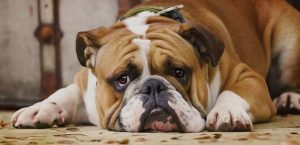 Anquilostomas en Perros: ¿Qué son? Causas, Síntomas y Tratamiento ...