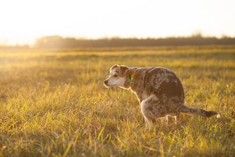 ¿Por qué mi Perro se Hace Pipi y Caca en Casa? Cómo Enseñarle a que no ...
