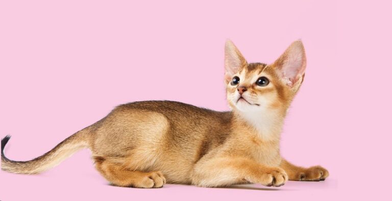 Gato Abisinio: ¿Cómo son? - Características, Comportamiento y ...