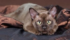 Gato Burmés - Características, Comportamiento y Origen| Blog de Animales