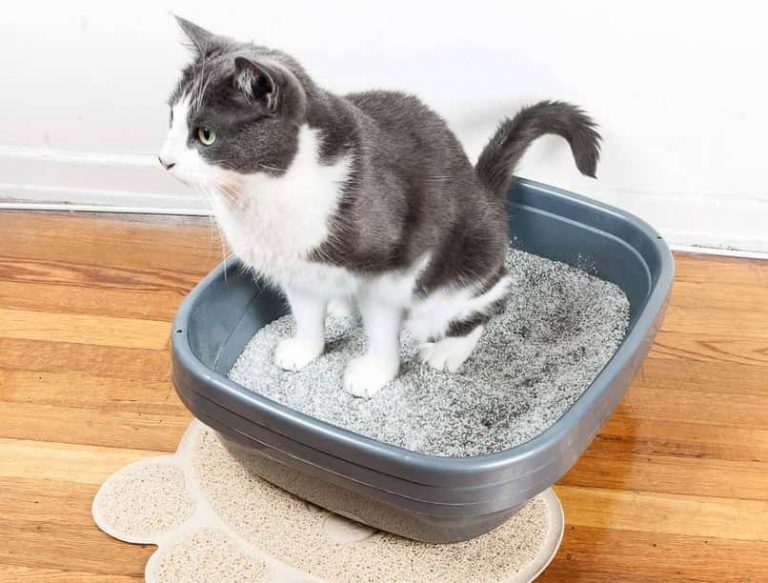 ¿Cómo Evitar que mi Gato se Orine en Todas Partes? ¿Por qué lo hace ...