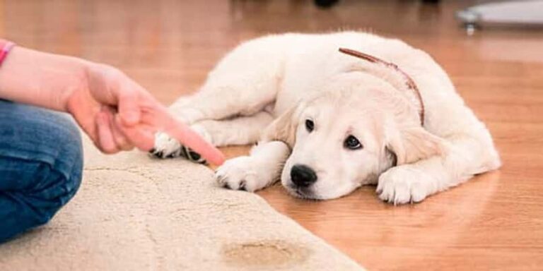 ¿Por qué mi Perro Corre y se hace pipí Siempre que Llego a casa?| Blog ...