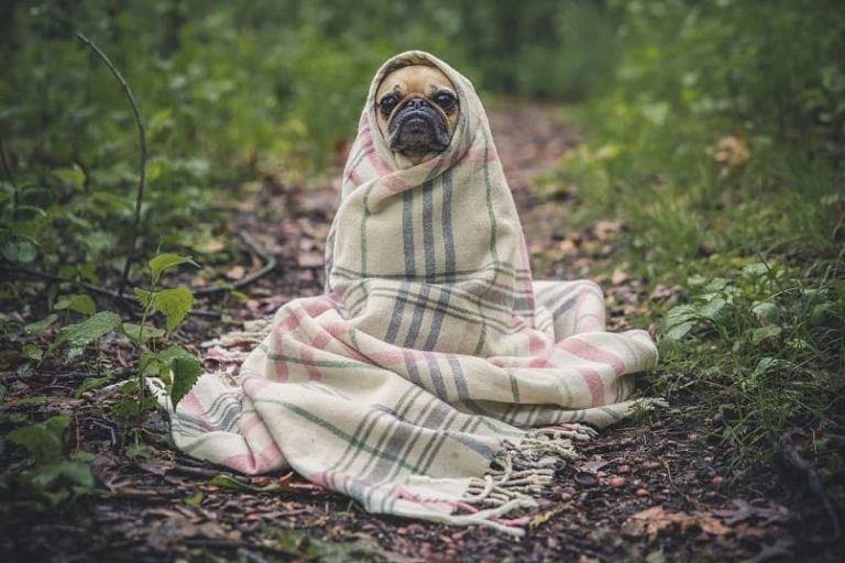 Tenia en Perros: ¿Qué es y Como Tratar la Teniasis? Prevención y ...