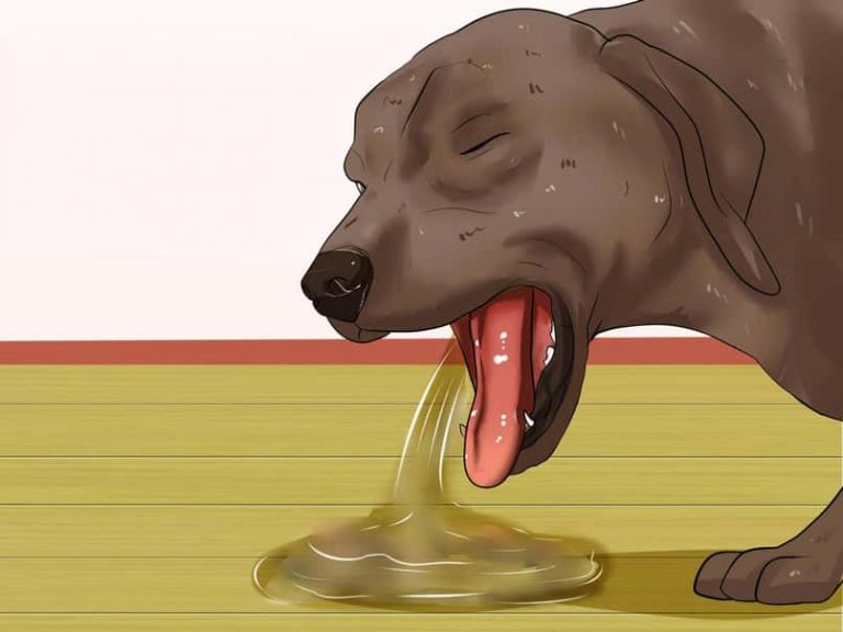Vomito en Perros ¿Qué le Puedo dar y qué lo Provoca? | Blog de Animales