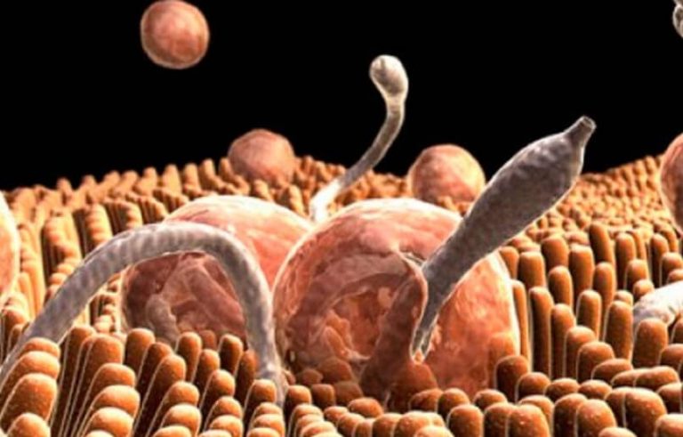 Anquilostomas en Gatos: ¿Qué son? Causas, Síntomas y Tratamiento de ...