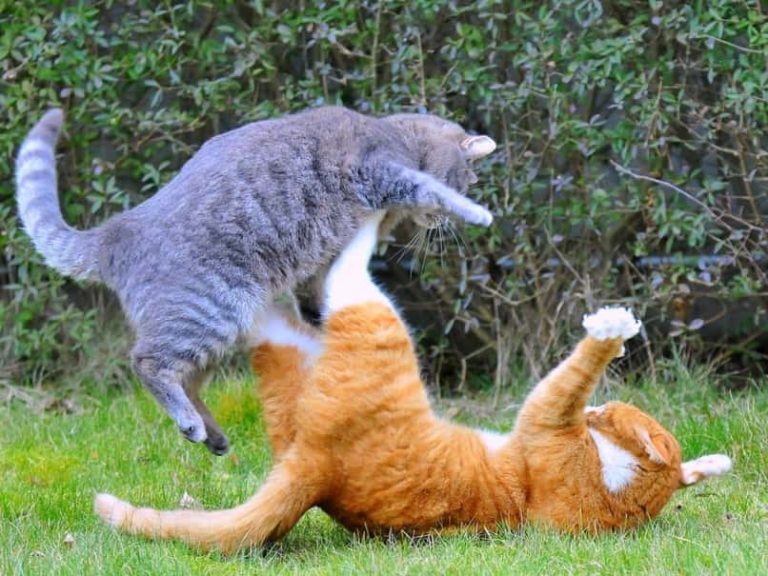 ¿Cómo Evitar que mis Gatos se Peleen? - Logra Detener las Peleas de ...