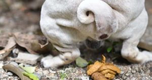 Cómo Identificar los Tipos de Heces en los Perros ¿Cómo Deben ser ...