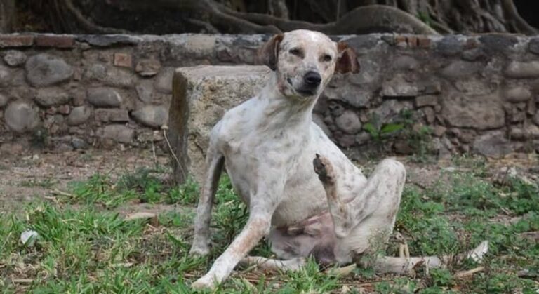 Tenia en Perros: ¿Qué es y Como Tratar la Teniasis? Prevención y ...