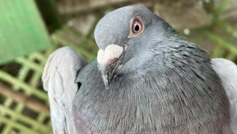 Palomas Recién Nacidas | Guía de Cuidados, Alimentación y Alojamiento ...