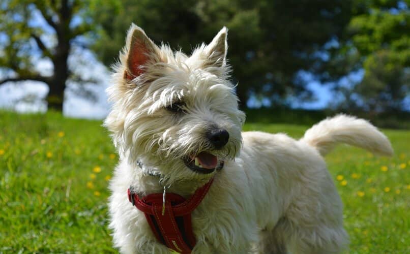 Razas de Perros Escoceses más Populares - Todas sus Características ...