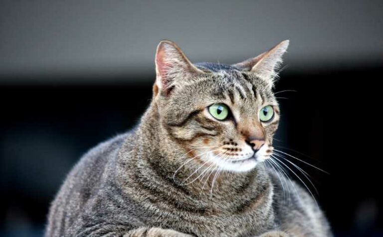 Enfermedades Neurológicas en Gatos Más Comunes y Cómo Identificarlos ...