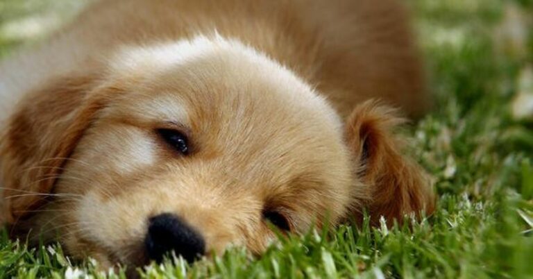 Mi perro tiene diarrea con moco ¿Cómo ayudarlo? - Naranja, verde ...