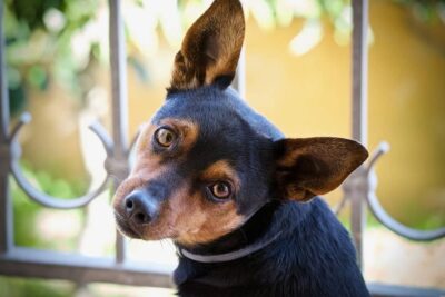 Características de perros Pinscher - FÍsicas y comportamiento ...