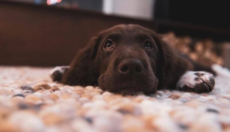 Extirpación de bazo en perros: Cuidados y esperanza de vida ...
