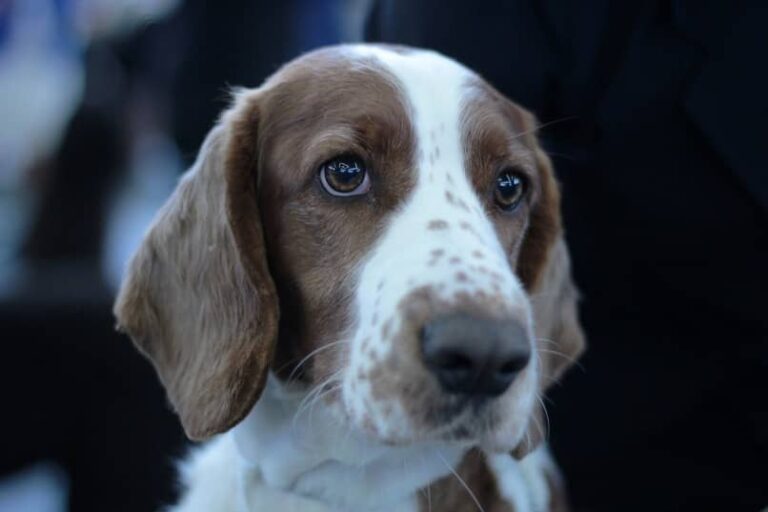 ¿Por qué mi perro tiene baba espesa y pegajosa? - Causas y tratamiento ...