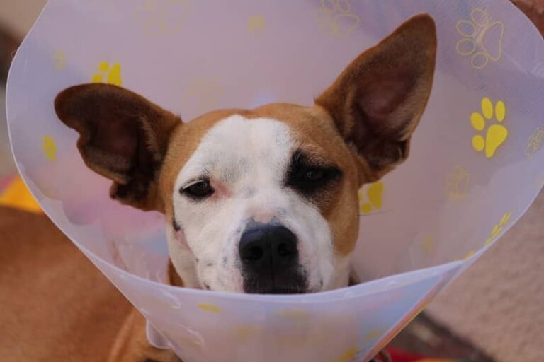 Extirpación de bazo en perros: Cuidados y esperanza de vida ...