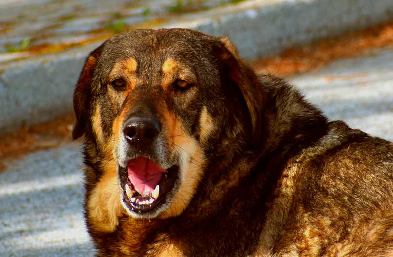 ¿Qué hacer si mi perro tiene algo atorado en la garganta? - Primeros ...