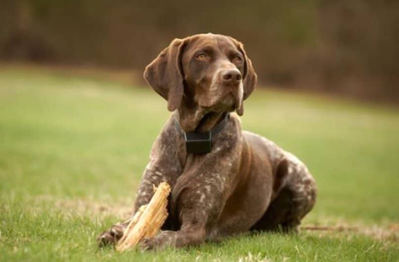 Perros de raza Braco Alemán: Características, Cuidados y Adiestramiento ...